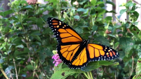 4K HD video Monarch butterfly on lantana... | Stock Video | Pond5