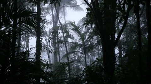 Jungle Background Stock Video Footage | Royalty Free Jungle Background ...