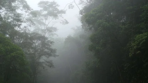 4K High humidity and fog of rainforest t... | Stock Video | Pond5