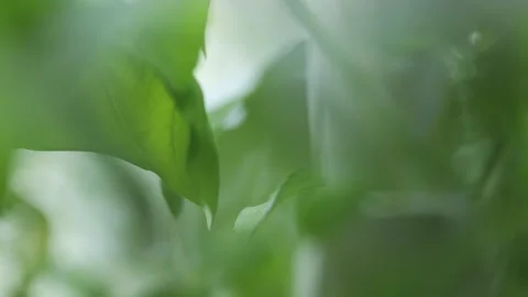 4K Horizontal Motion of Herb Plants | Stock Video | Pond5