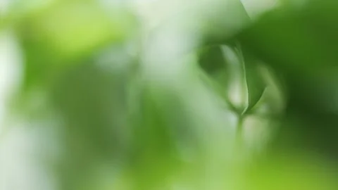 4K Horizontal Motion of Herb Plants | Stock Video | Pond5