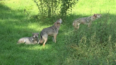 4k Howling wolves in grassy landscape at... | Stock Video | Pond5