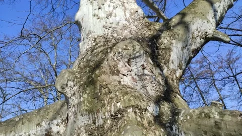 4K, huge plane tree, idyllic Topcider pa... | Stock Video | Pond5