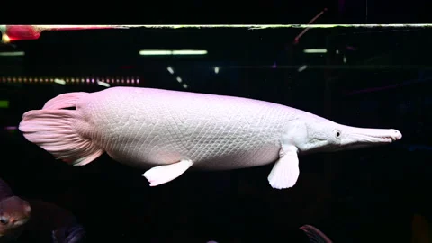 4K Huge snow alligator gar in aquarium | Stock Video | Pond5