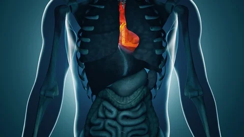 4K Human Body Organs and Transparent Hea... | Stock Video | Pond5