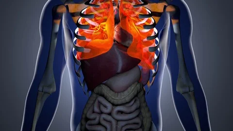 4K Human Body Organs and Transparent Thr... | Stock Video | Pond5
