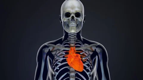 Anatomical Human Body Stock Video Footage | Royalty Free Anatomical ...