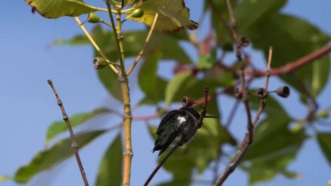 4K Hummingbird Shoots Out Liquid Poop. | Stock Video | Pond5