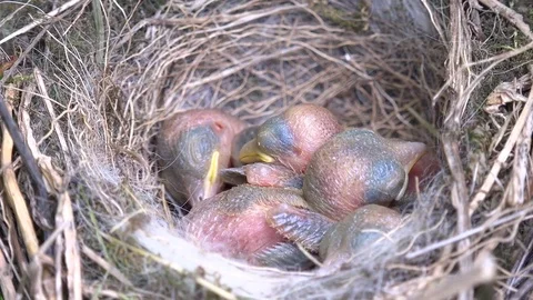 4K Hungry newborn bird open mouth scream... | Stock Video | Pond5