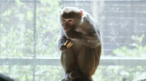 4k Interior medium shot of a monkey eati... | Stock Video | Pond5