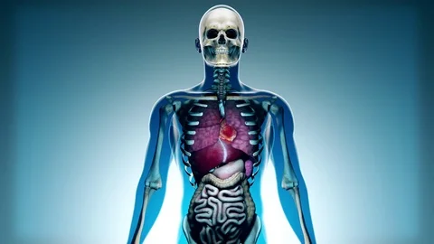 Anatomia Stock Video Footage | Royalty Free Anatomia Videos | Pond5