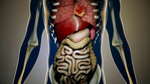 4K Internal Organs Get Sick in a Transpa... | Stock Video | Pond5