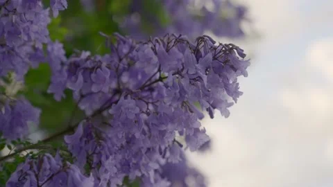 4K Jacaranda Tree Blooms During Sunset (... | Stock Video | Pond5