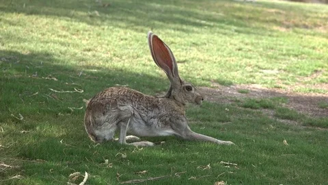 Feet Sniff Stock Videos – Royalty-Free HD & 4K Videos