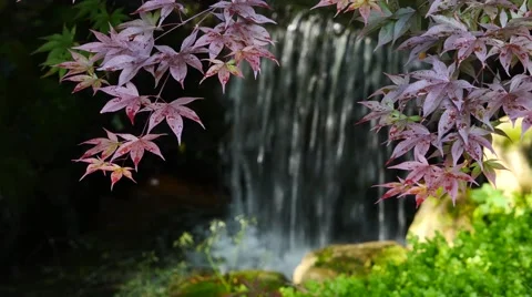 4K Japanese Maple leafs with water fall ... | Stock Video | Pond5