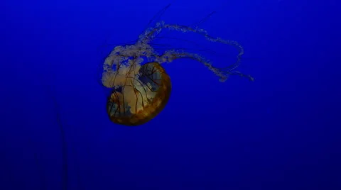 Jellyfish 4K Stock Videos – Royalty-Free HD & 4K Videos