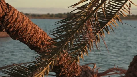 4k Landscape footage of tropical palm tr... | Stock Video | Pond5