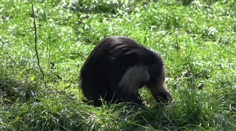 Crouching Lion Stock Videos – Royalty-Free HD & 4K Videos | Page 2