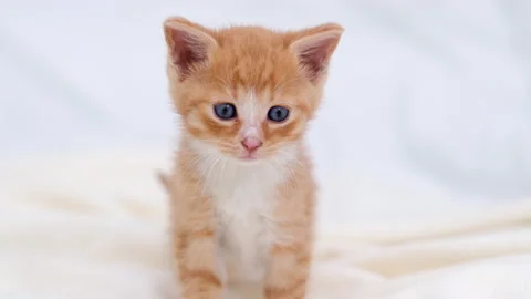 4k little red ginger striped kitten walk... | Stock Video | Pond5