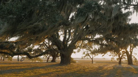 Oak Tree Blowing In Wind Stock Video Footage | Royalty Free Oak Tree ...