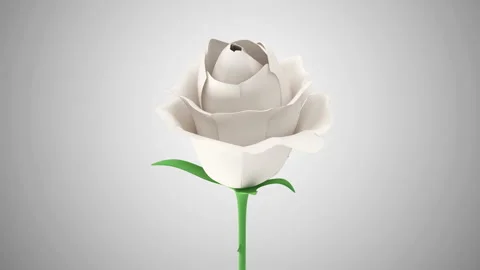 4K Loop Animation of White Rose Rotation... | Stock Video | Pond5