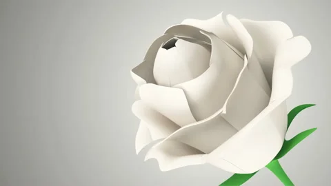 4K Loop Animation of White Rose Rotation... | Stock Video | Pond5