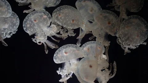 Jellyfish Loop Stock Videos – Royalty-Free HD & 4K Videos | Pond5