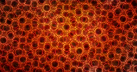 144Fps Video Sample Stock Videos – Royalty-Free HD & 4K Videos