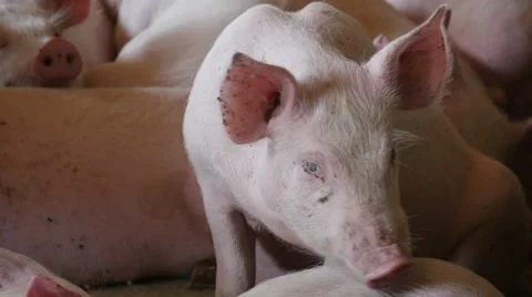 4k, lovely pink pigs in a barn 5 | Stock Video | Pond5
