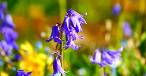 4K Lush Natural Spring Flowers in Field,... | Stock Video | Pond5
