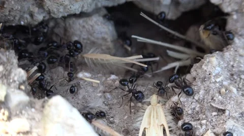 Teamhive Stock Videos – Royalty-Free HD & 4K Videos | Pond5