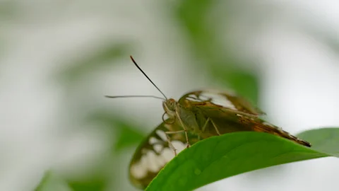 4K macro shot of wild butterfly sitting ... | Stock Video | Pond5