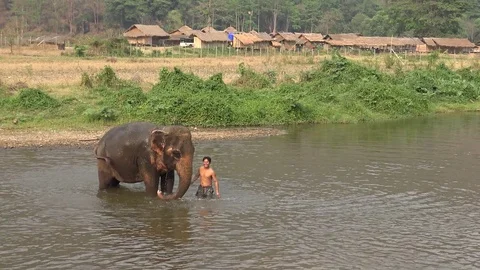 4K Mahout man washing and bathing his el... | Stock Video | Pond5