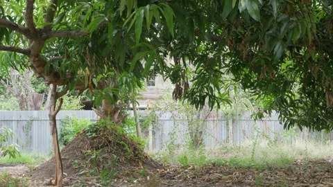 4K Mango tree branch with green leaves | Stock Video | Pond5