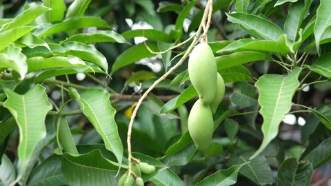 4K Mango tree with green raw fruit on pl... | Stock Video | Pond5