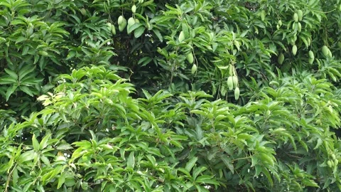 4K Mango tree with green raw fruit on pl... | Stock Video | Pond5