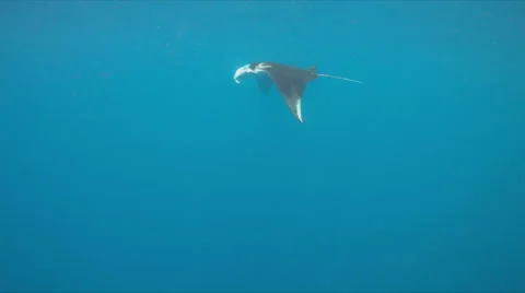 4k Manta ray swimming in blue water | Stock Video | Pond5
