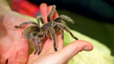 4K Massive Spider Steps From Hand to Han... | Stock Video | Pond5