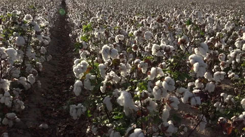 Cotton Field 4K Stock Video Footage | Royalty Free Cotton Field 4K ...
