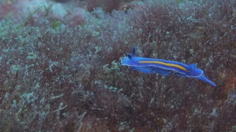 Sea Goddess Stock Videos – Royalty-Free HD & 4K Videos