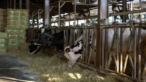 4K, Milk cow feeding process on modern f... | Stock Video | Pond5