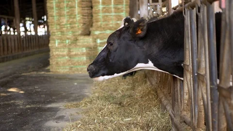4K, Milk cow feeding process on modern f... | Stock Video | Pond5