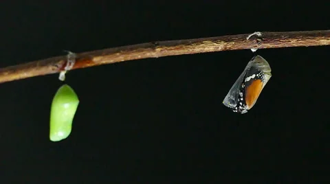4K Monarch butterfly emerging from cocoo... | Stock Video | Pond5