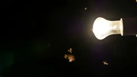 4k Moths Flying Around A Light Bulb | Stock Video | Pond5