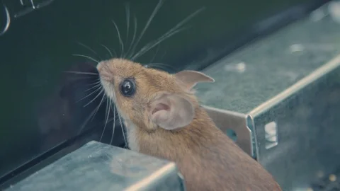 Cute Traps Stock Videos – Royalty-Free HD & 4K Videos