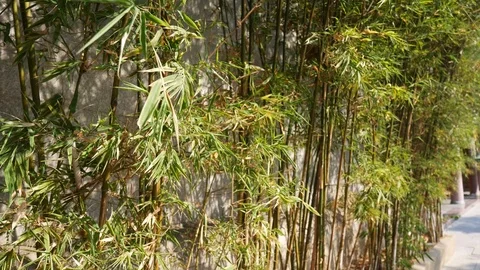 4k Moving Bamboo Tree with Chinese Style... | Stock Video | Pond5
