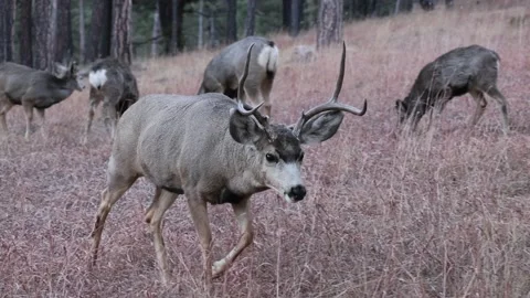 Fork Horn Stock Videos – Royalty-Free HD & 4K Videos