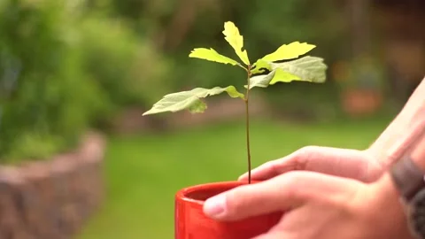 4k placing small oak tree in red pot on ... | Stock Video | Pond5