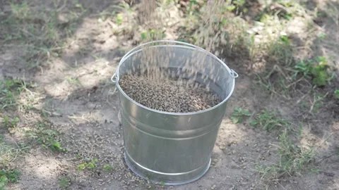 4k Pouring Chicken FEED into farm bucket | Stock Video | Pond5