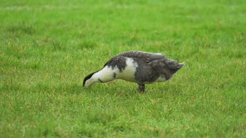 4K profile, Indian Runner Duck feeding o... | Stock Video | Pond5